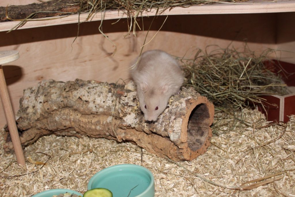 Der Teddyhamster – Das BlogTier